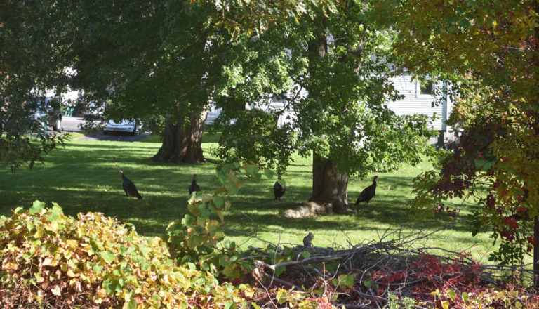 Fall Bike Ride: Through Lynn Marshes Via The Northern Strand Community ...